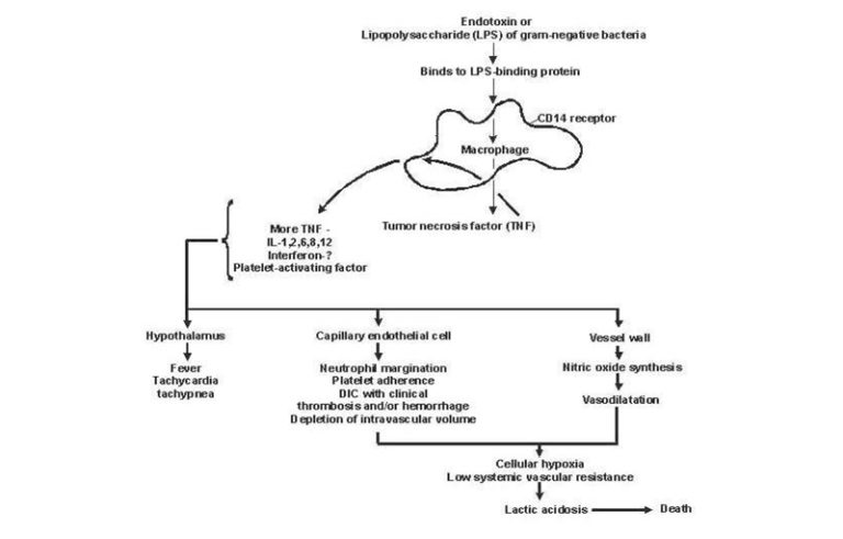 Sepsis | Top Neuro Docs